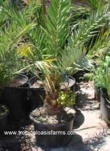 Medjool Date Palm Trees for sale & Medjool Dates